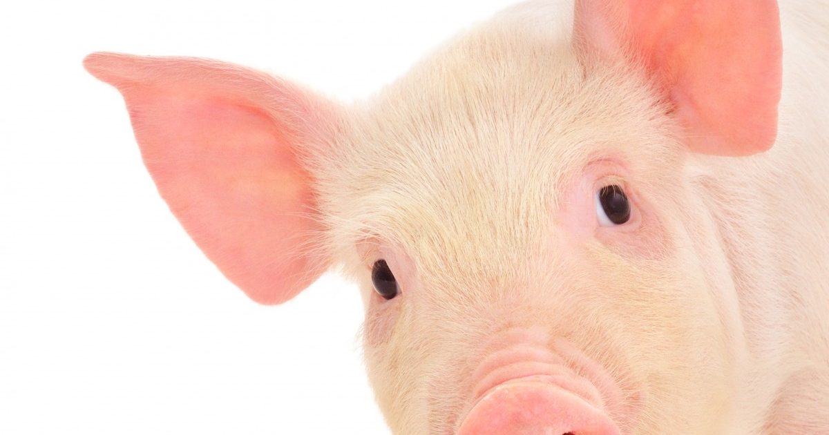 Researchers Develop New SMA Animal Model