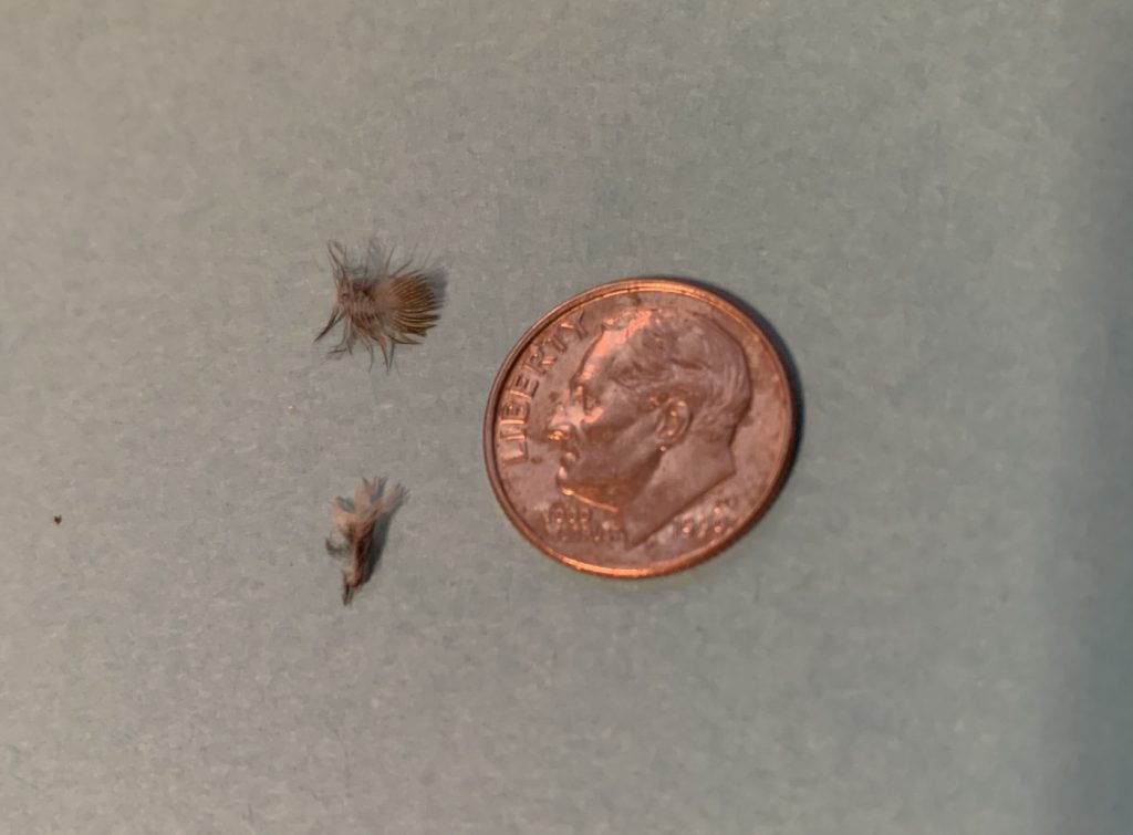 Interpreting Signs of a Feather or Two | SMA News Today