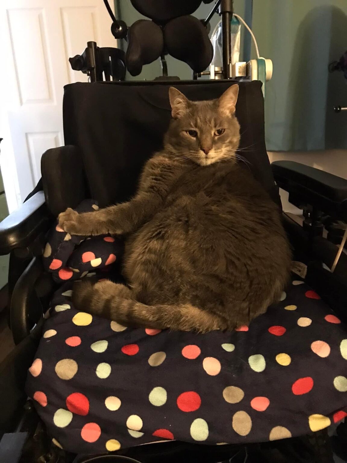 How unconditional love from cats can benefit those with SMA | Finding a ...