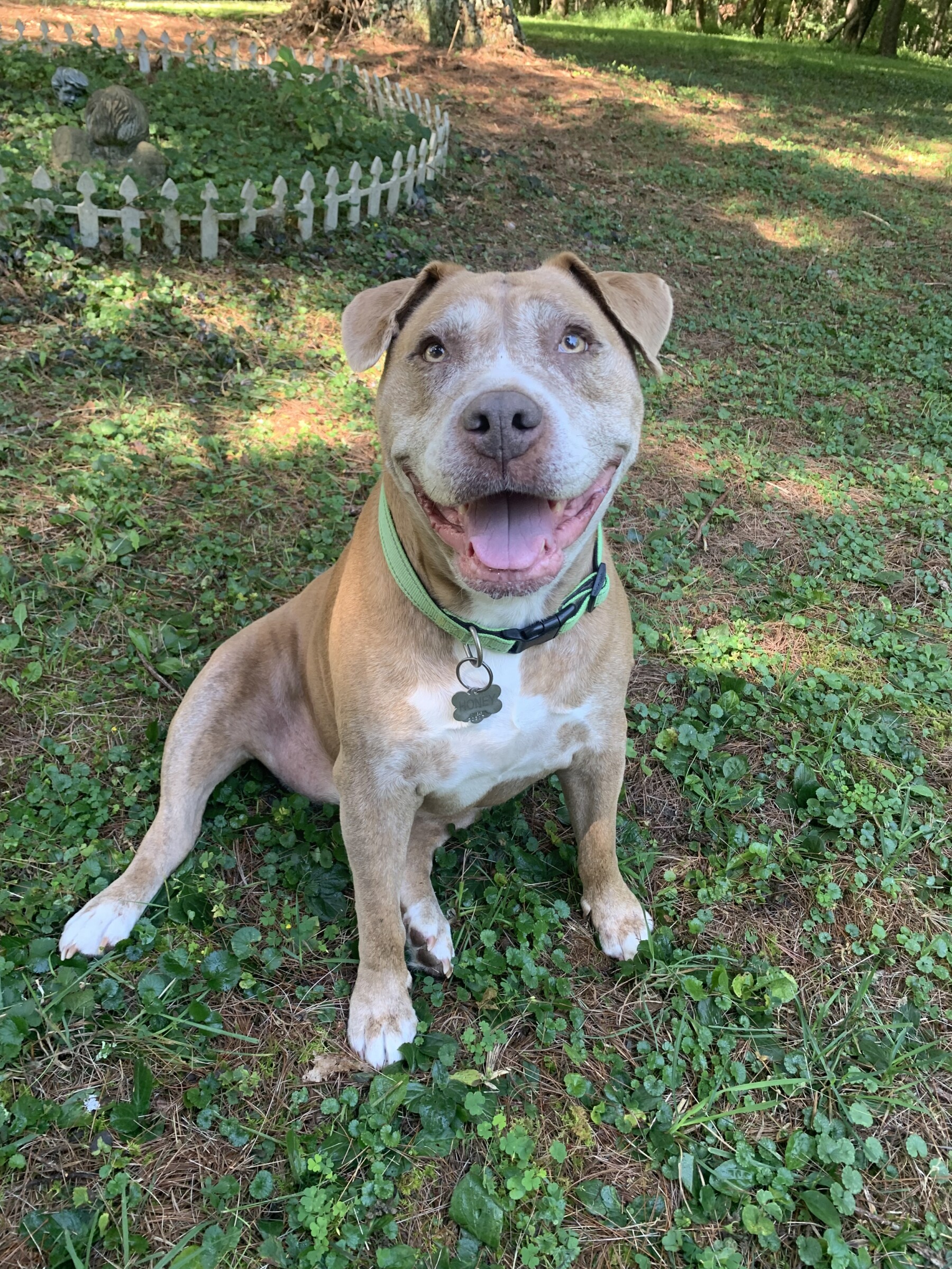 Bittersweet reflections as our dog crosses the 'Rainbow Bridge'